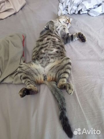 Кошка в дар бесплатно