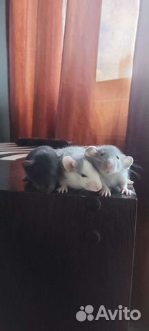 Крыса дамбо