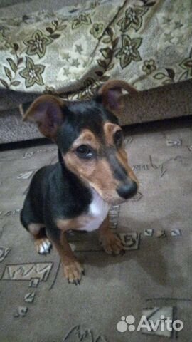 Собака Джек-той