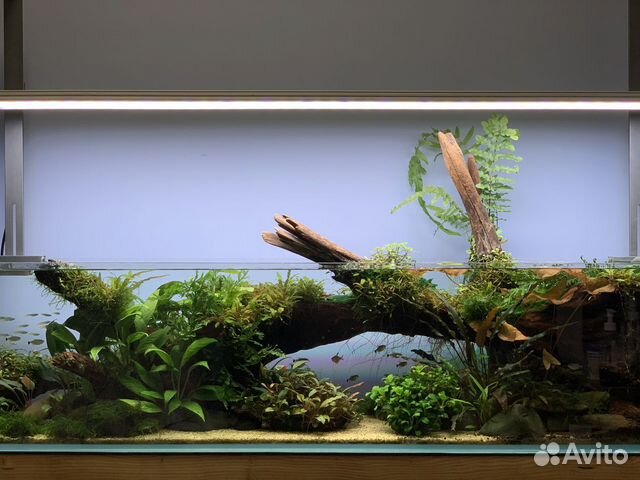 Аквариум + все к нему необходимое