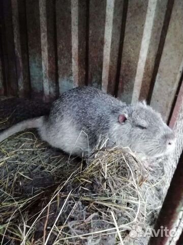 Нутрии семья две самки самец котные