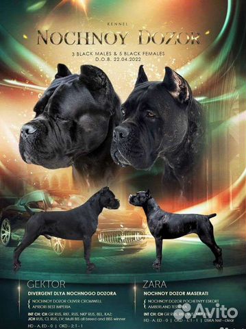 Щенки кане Корсо