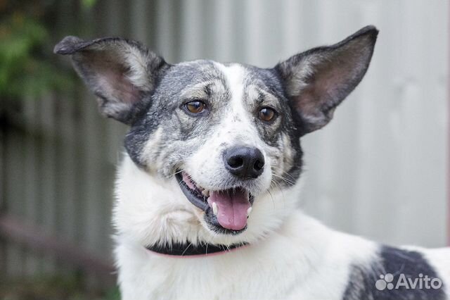 Анфиса. Метис дрт ищет дом