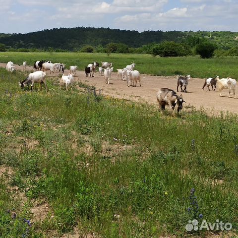 Продам стадо коз.или обмен на авто