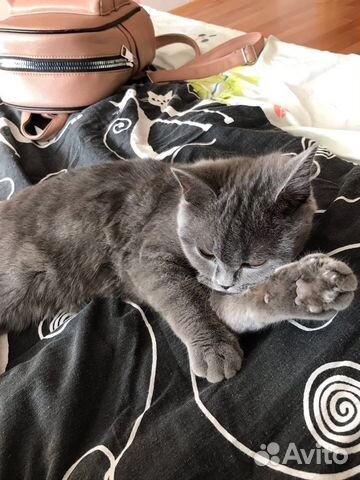 Кошка шотландская