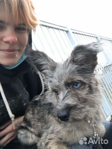 Бруно, порода: смесь болонки и керн терьера