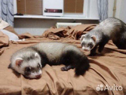 Хорек с клеткой