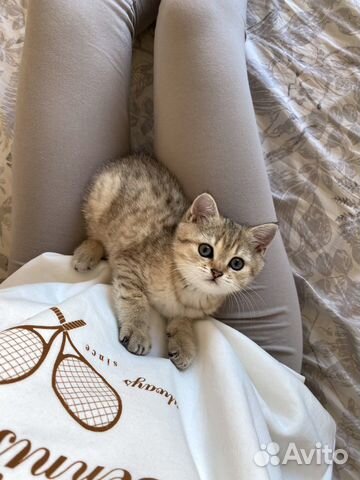 Британская кошечка золотая