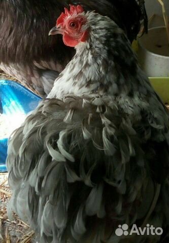 Курица Карликовый кохинхин