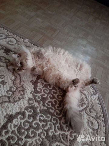 Кошечка породы "маскарадная" в добрые руки