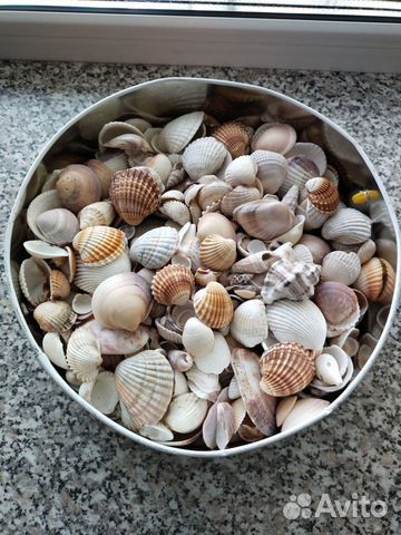 Ракушки красивые морские