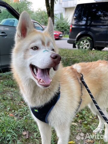 Сибирский хаски щенок бесплатно в дар