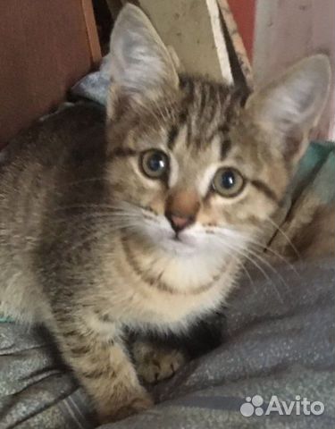 Котенок тигренок мальчик