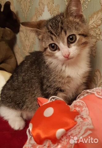 Маленький Котенок девочка в дар