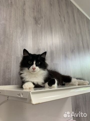 Супер-кот 11месяцев
