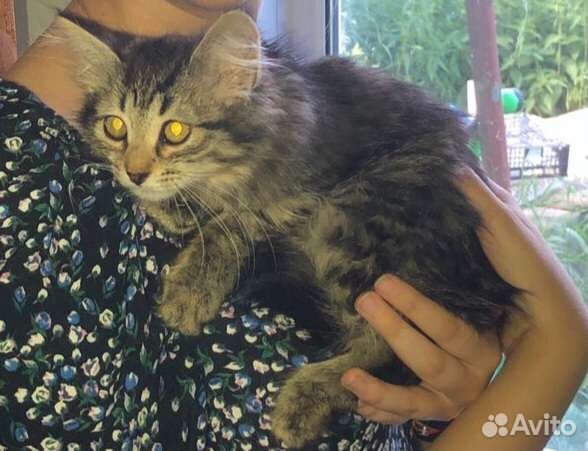 Милейший домашний котенок, девочка