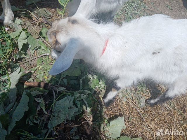 Продам козла, возраст 2 мес, на втором фото мать