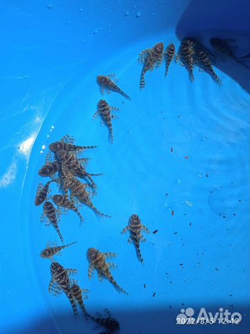 Номерные сомы L340