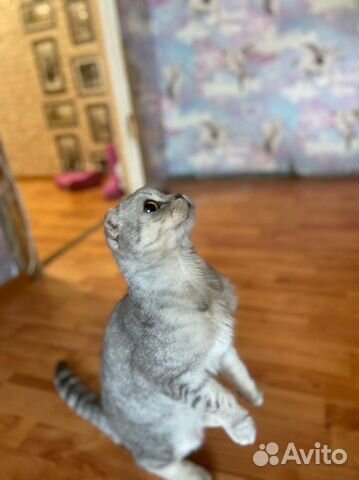 Шотландский кот вислоухий стерилизован. Бесплатно
