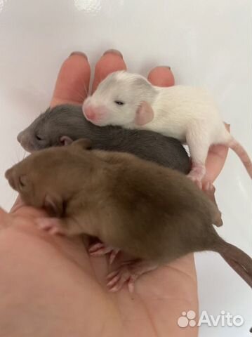 Крысята.крыса Дамбо много окрасов