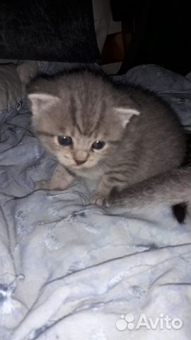 Шотландские котята