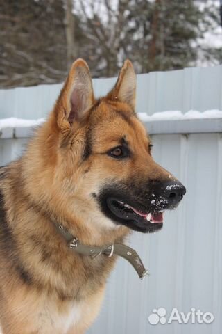 Восточно европейская овчарка