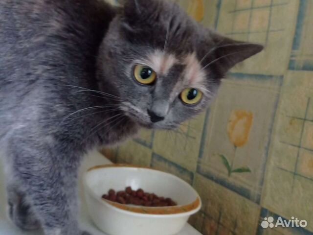 Порода не известна