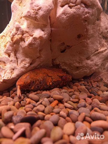 Тетраодон Палембанг. humpback puffer dragon puffer