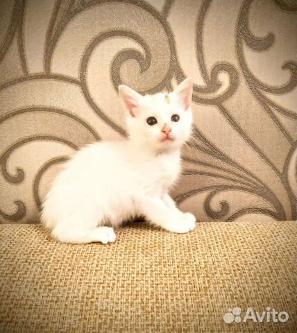 Кошка турецкая ангора