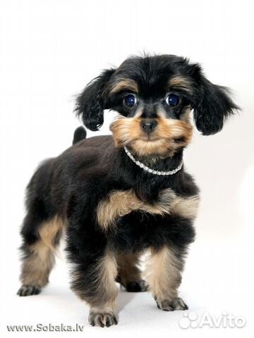 Орхидея мальтипу помски скор клуб