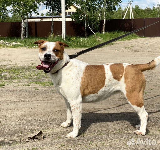 Собака улыбка