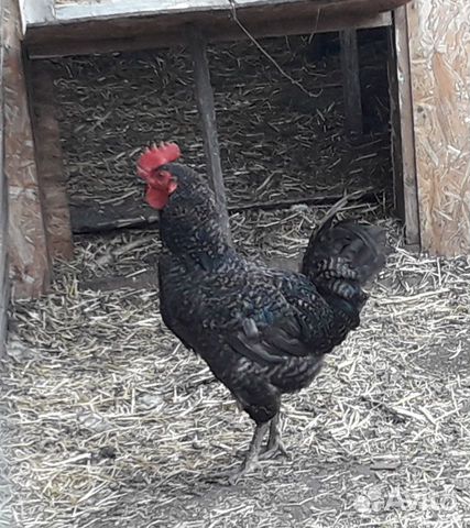 Петух помесь ухейилюй + доминант крапчатый
