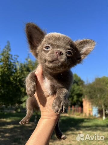 Сказочные чишки малышки