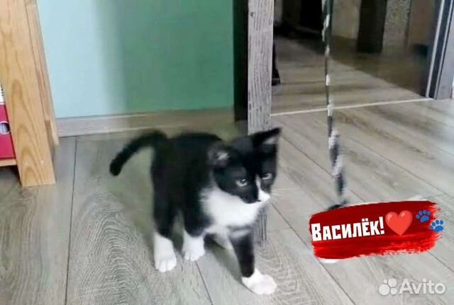 Котенок Василёк