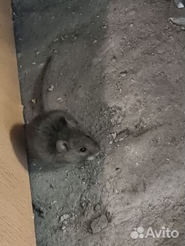 Возьму кошку бесплатно