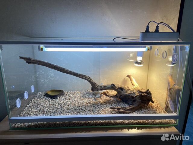 Бородатая агама с террариумом