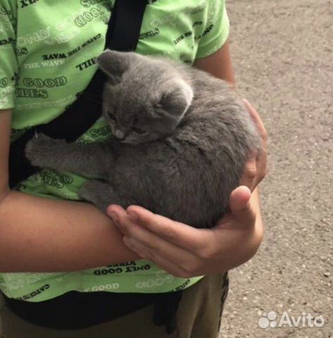 Британские котята