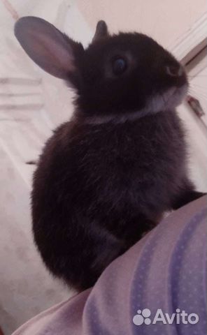 Декоротивный карликовый кролик