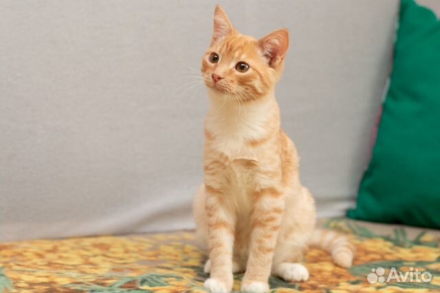 Рыжий котёнок