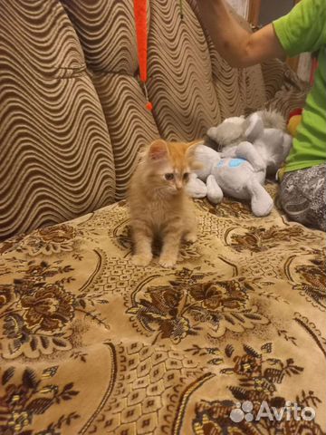 Кошка в дар