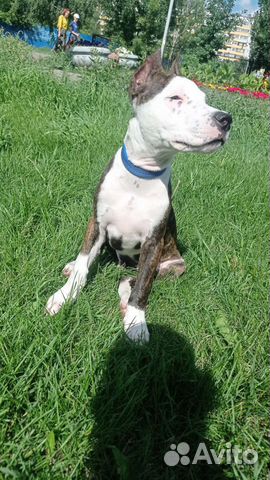 Стаффордширский терьер