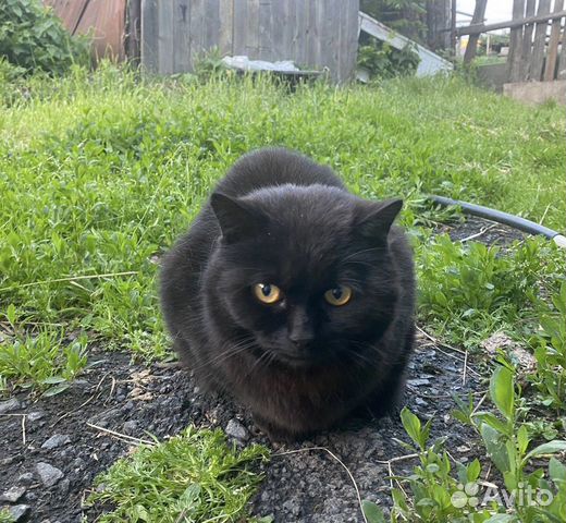 Кот бесплатно