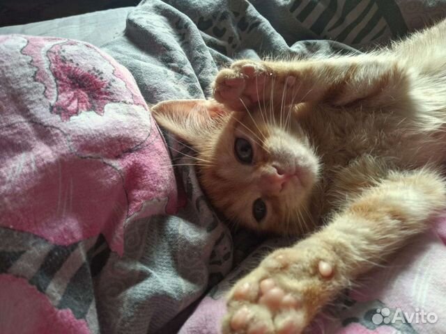 Рыжий котенок в добрые руки