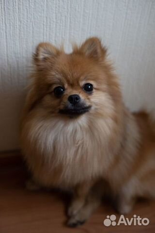Померанский шпиц девочка