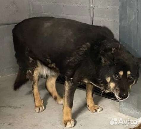 Отдам в хорошие руки