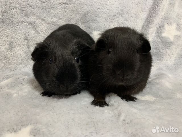 Морские свинки селф чернушки