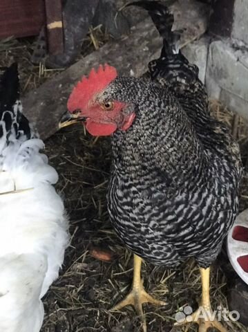 Курица-несушки