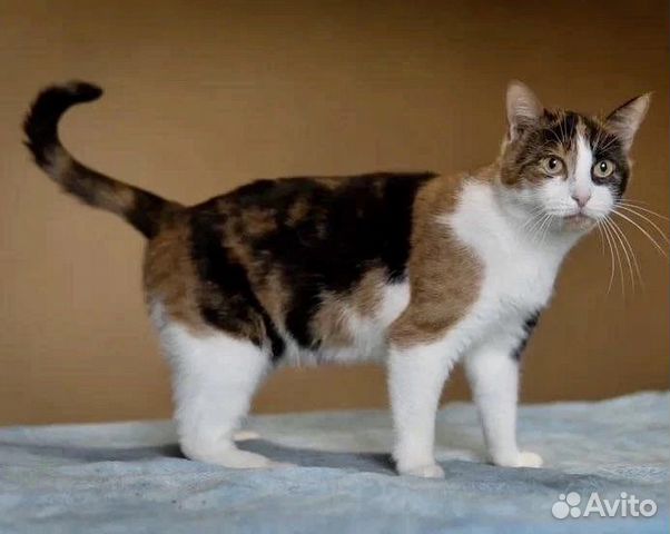 Ласковая кошка ищет дом