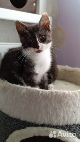 Котёнок-мальчик. 2,5 мес