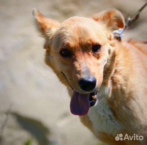 Роби в добрые руки